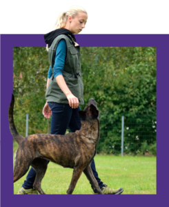 Dog Trainer Academy by Doggy Dan – Home – Opening Soon - Dog Trainer ...